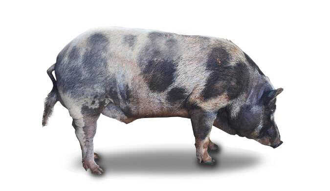 Principais raças de porcos e suas características – charcutaria.org